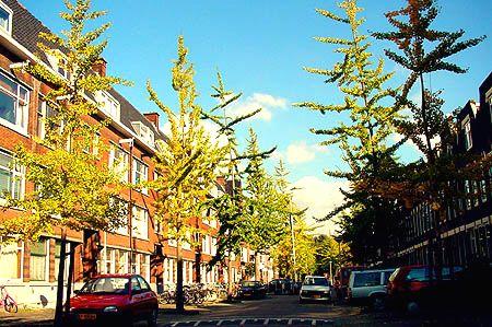 Photos Ginkgo trees in the Netherlands